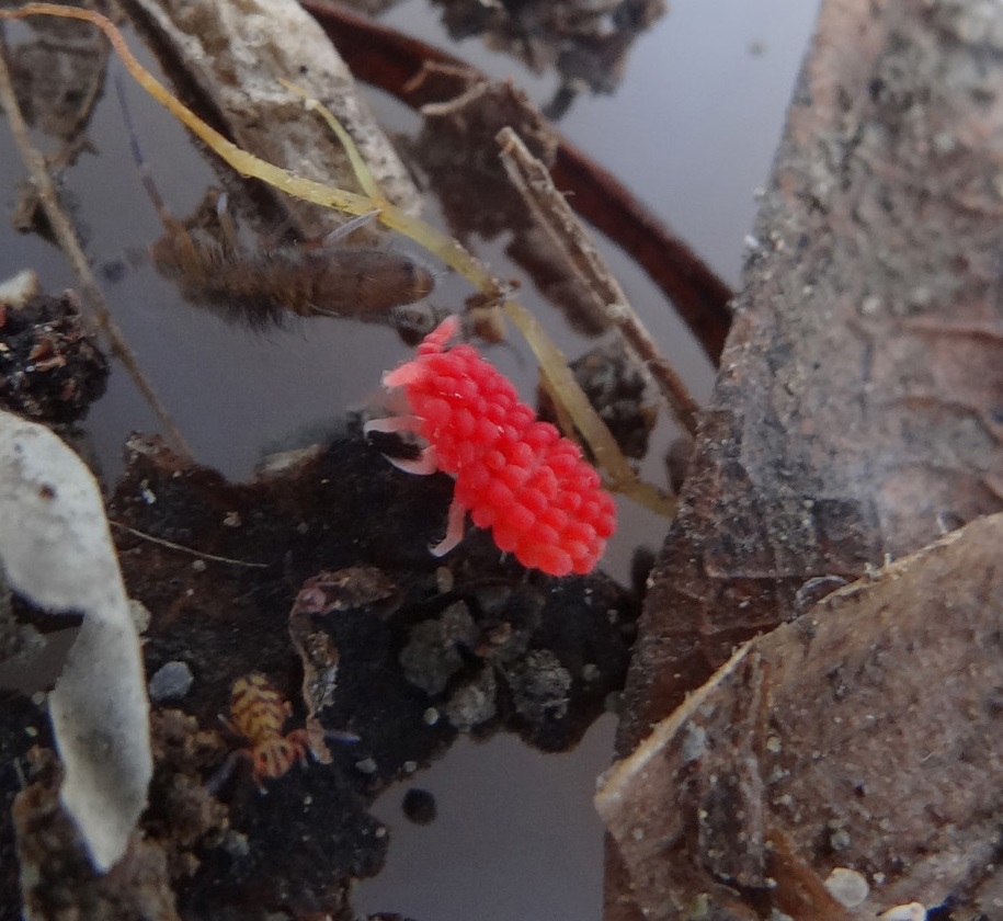 Species New to Science: [Hexapoda • 2018] Rambutanura hunanensis ...