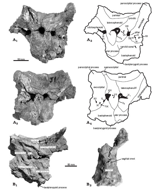 Species New to Science: [Paleontology • 2008] Wulagasaurus dongi • a ...