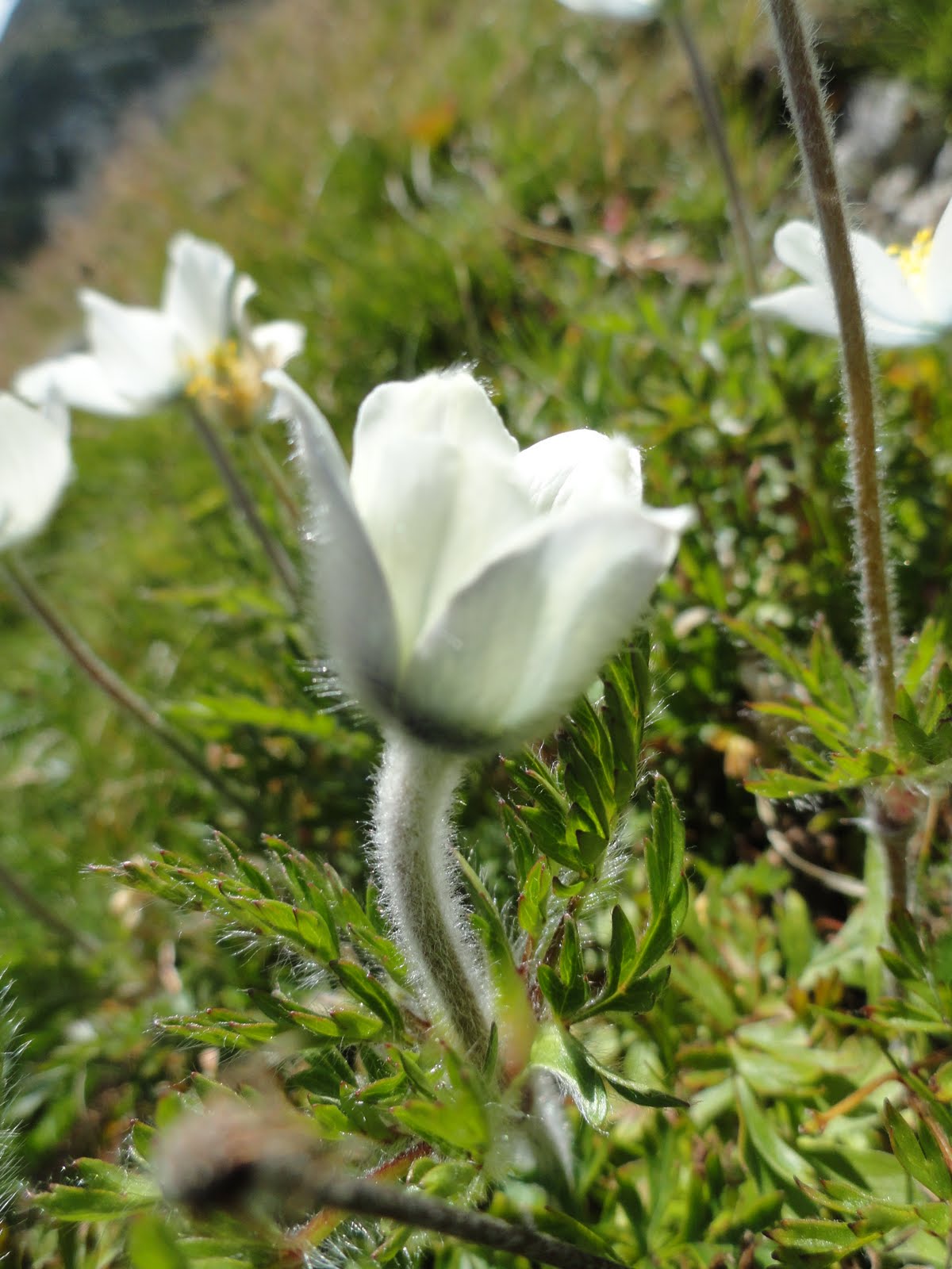 Frumusetile naturii: Dedițel alb (Pulsatilla alba)