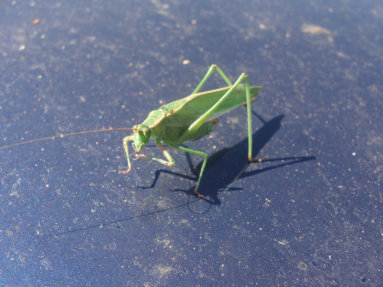 katydids | Mary Richmond's Cape Cod Art and Nature