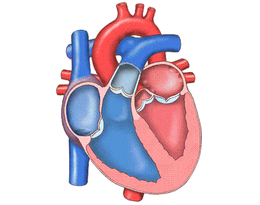 Anatomía Del Corazon: Fisiología Del Corazón