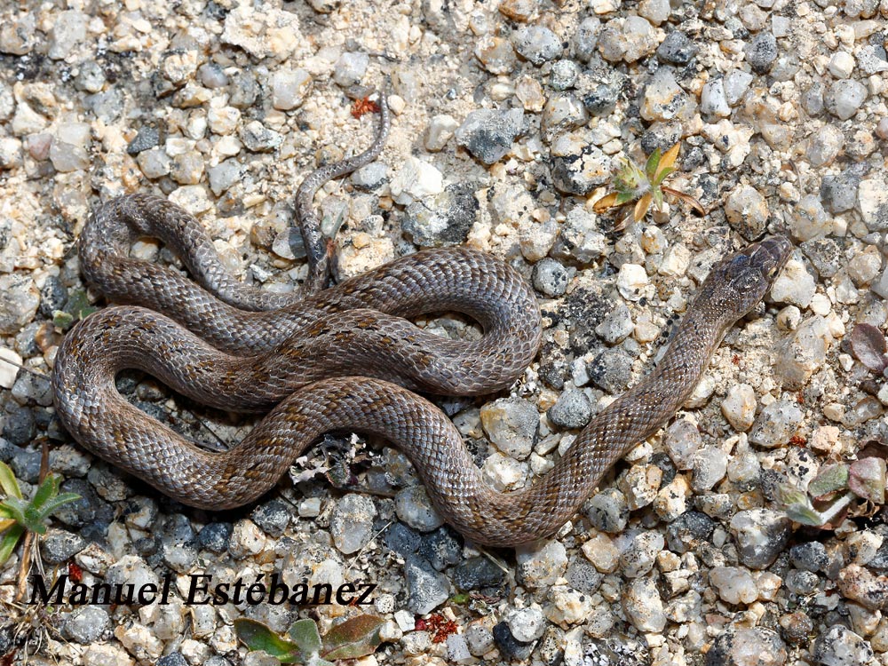 Miradas Cantábricas: Culebra lisa meridional (Coronella girondica)