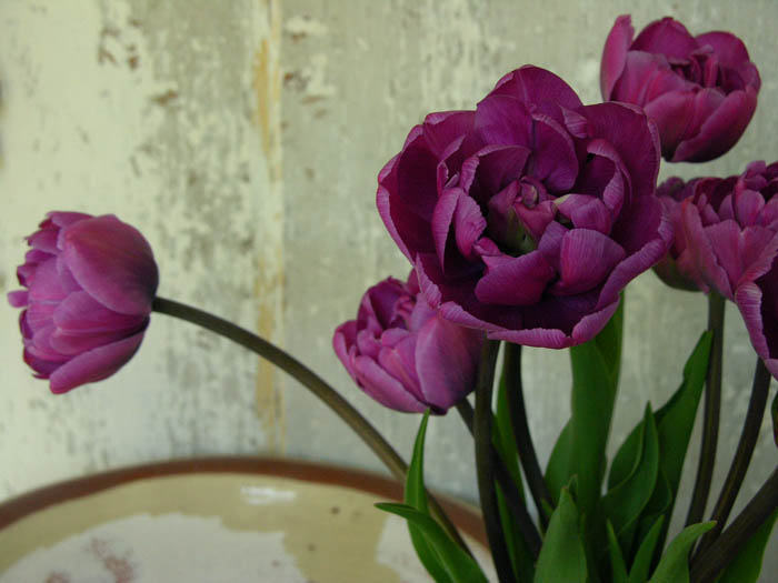 Studio and Garden: The Forms and Colors of Tulips