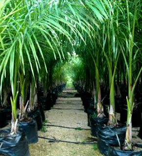 Tropicals gardens (semillas, arboles, palmeras, trepadoras, acuaticas ...