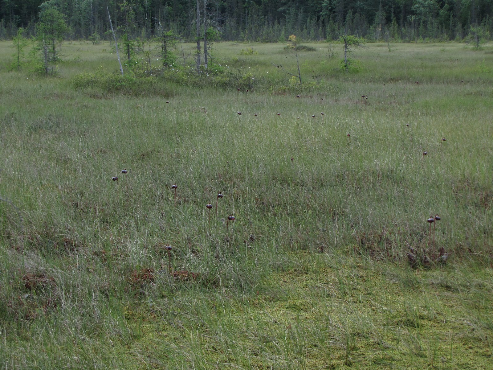 Through Handlens and Binoculars: Adirondack Foray, Part I