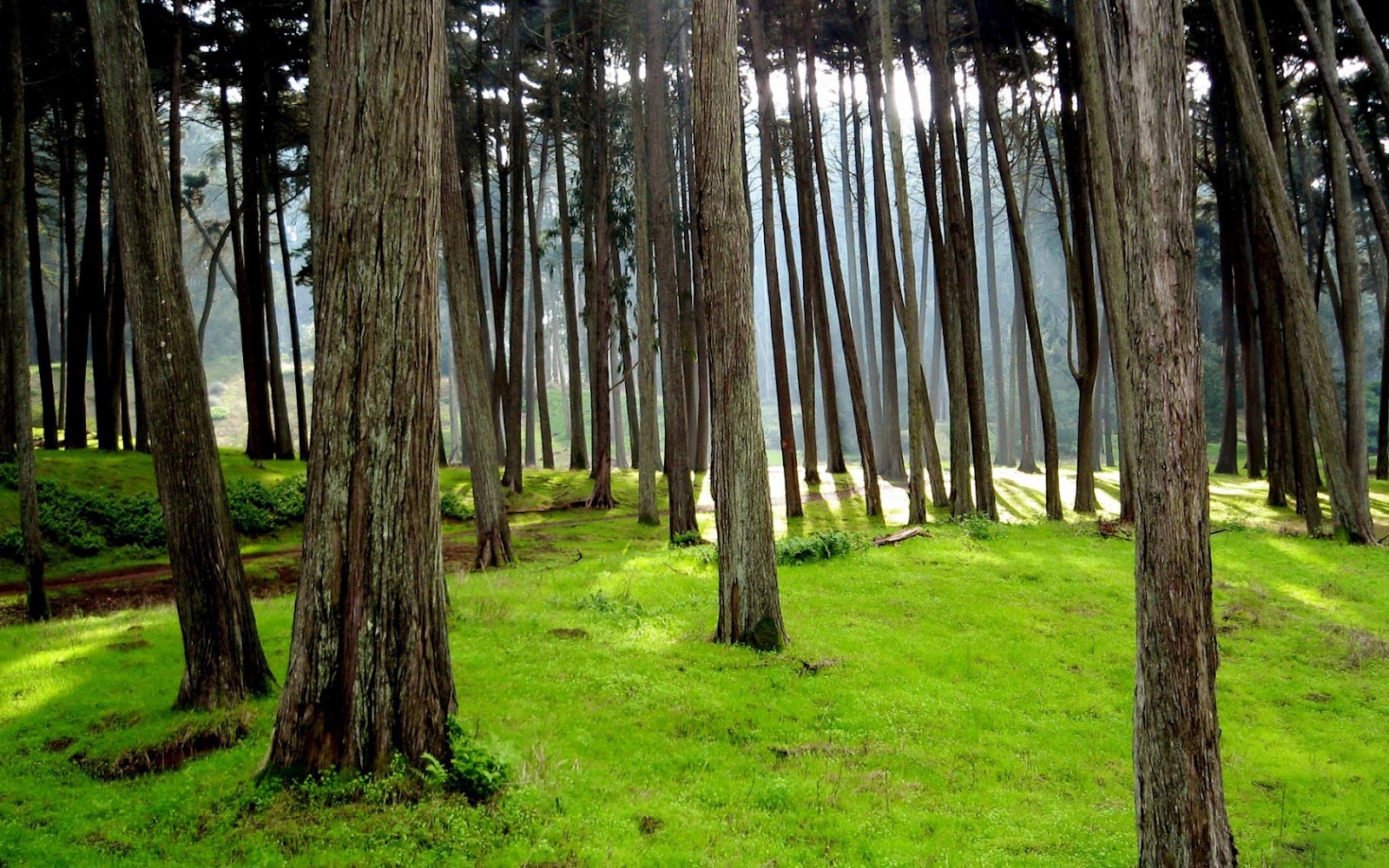 Scotland Green Forest | Okay Wallpaper