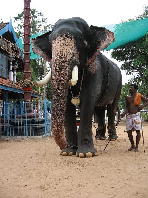 Guruvayoor Valiya Kesavan Kerala Elephant - One of the majestic ...