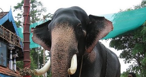 Guruvayoor Valiya Kesavan Kerala Elephant - One of the majestic ...