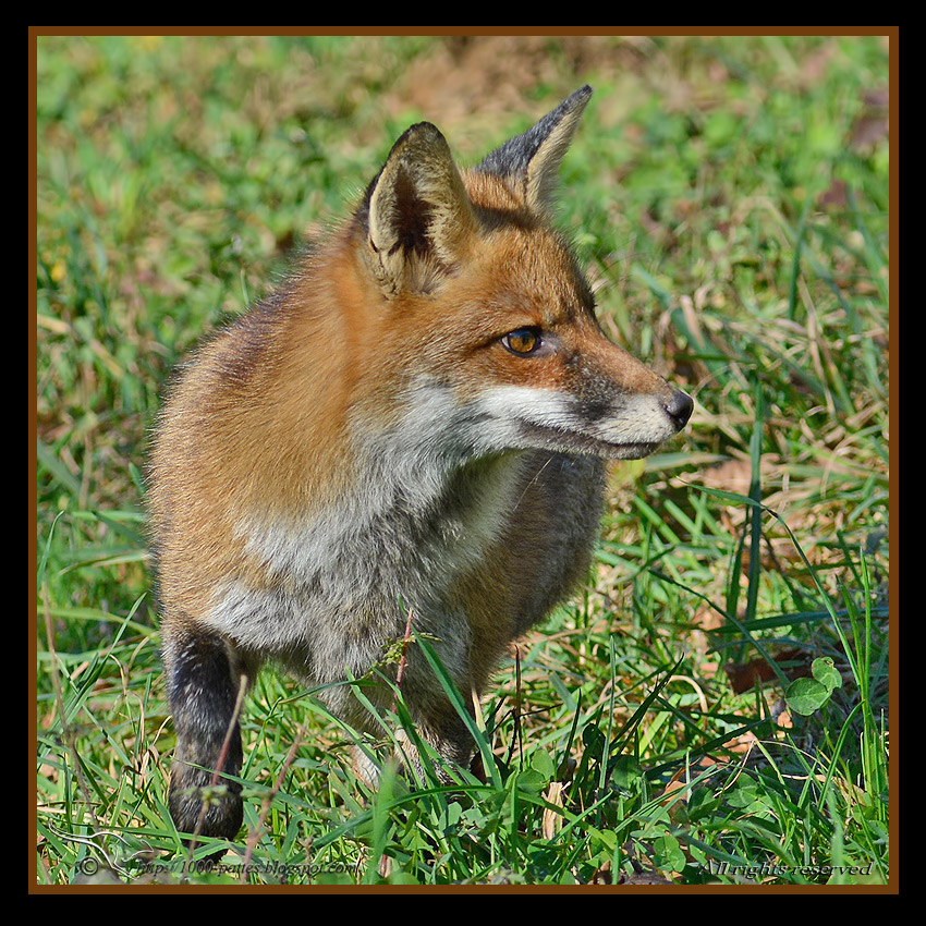 WILDLIFE GATEWAY: Retour de la renarde