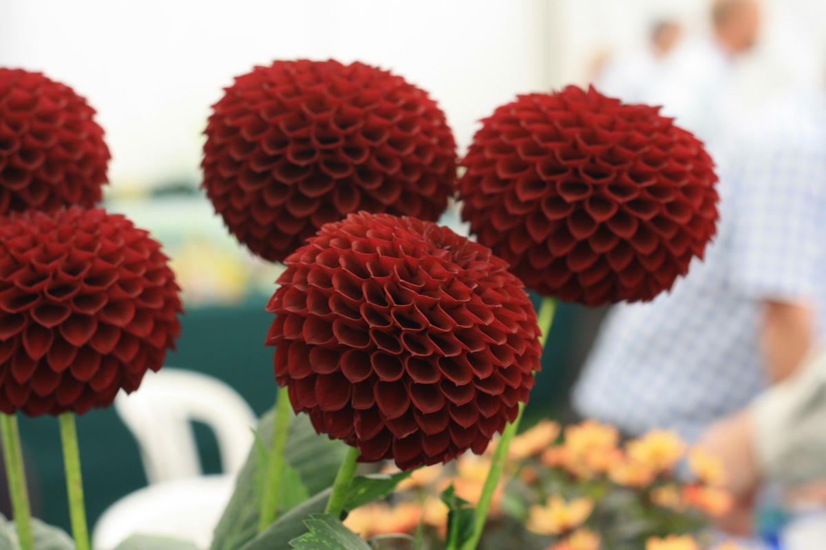 Gambar Bunga Dahlia Yang Indah | Kumpulan Gambar Gambar Bunga Dahlia Yang Indah | Kumpulan Gambar