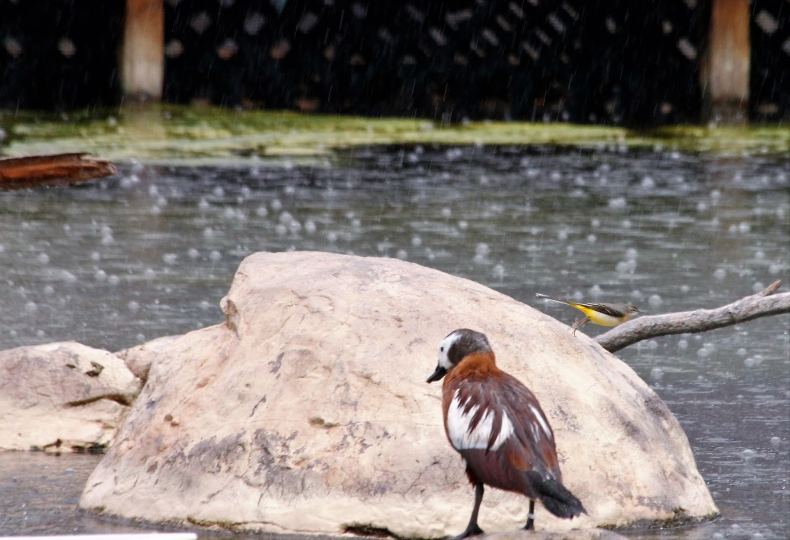Linnea borealis: Lintuja lintuja aina vaan