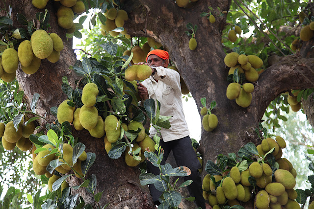 Nature and Farming: Jackfruit Production Guide