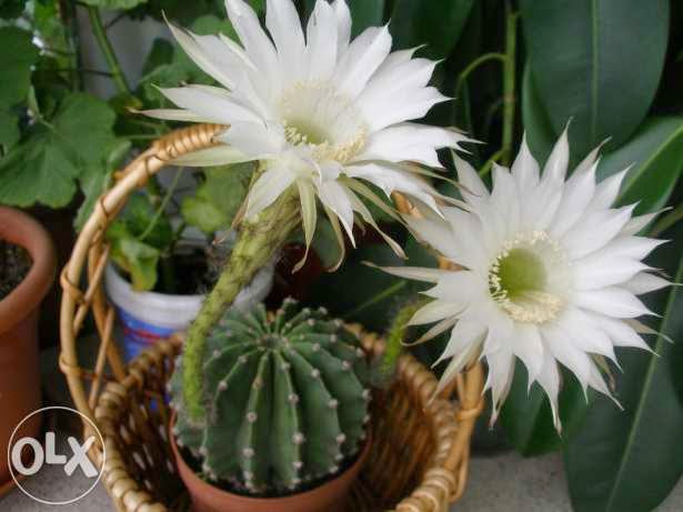 Despre tot din viata: Cactusii plante cu personalitate