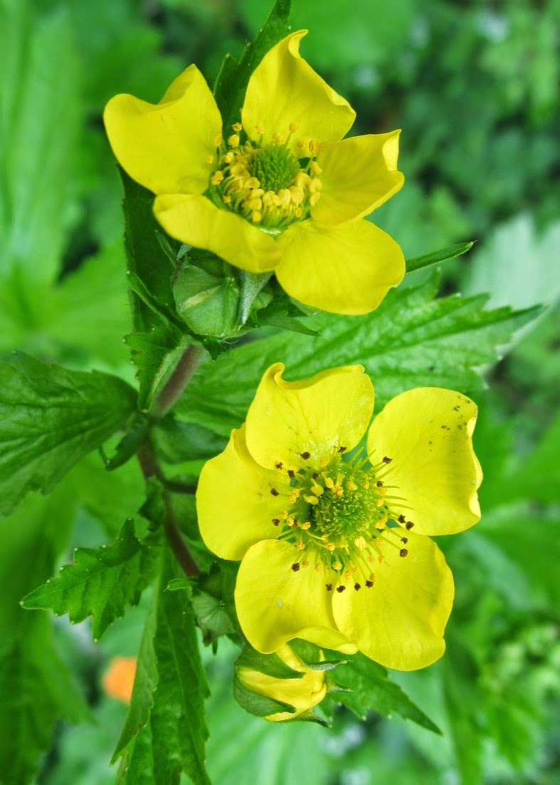 Weeding on the Wild Side: Continuous Bloom: Mellow Yellow, Mandarin ...