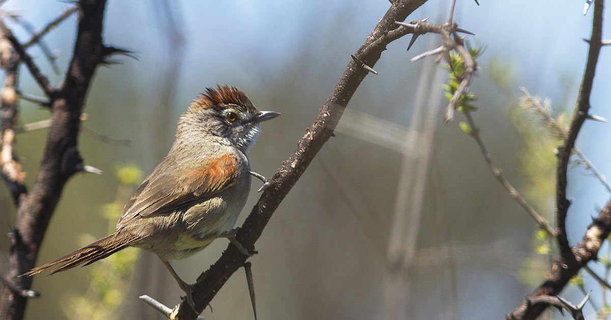 mis fotos de aves: Synallaxis albescens Pijui Cola Parda Pale-breasted ...