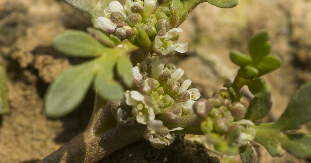 FLORA SILVESTRE: Coronopus navasii Pau in Butl.