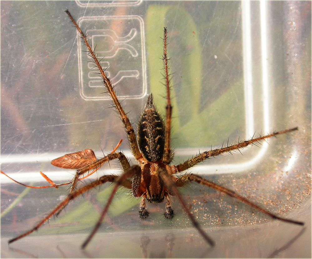 Arachnerds: Labyrinth Spider - Agelena labyrinthica