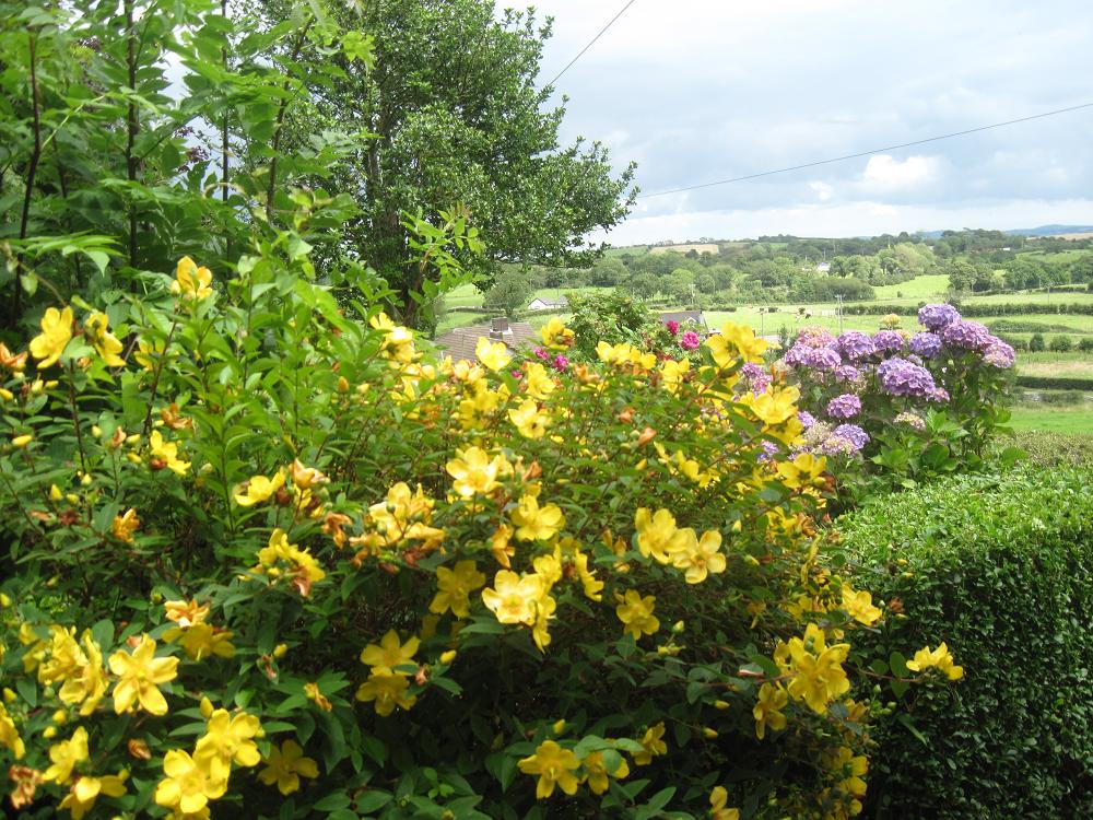 belfast herbalist: Infused Oils: St John's Wort
