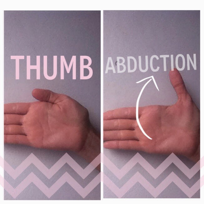 The Hip Joint: Abductor Pollicis Longus : (2 of 4) Long thumb muscles