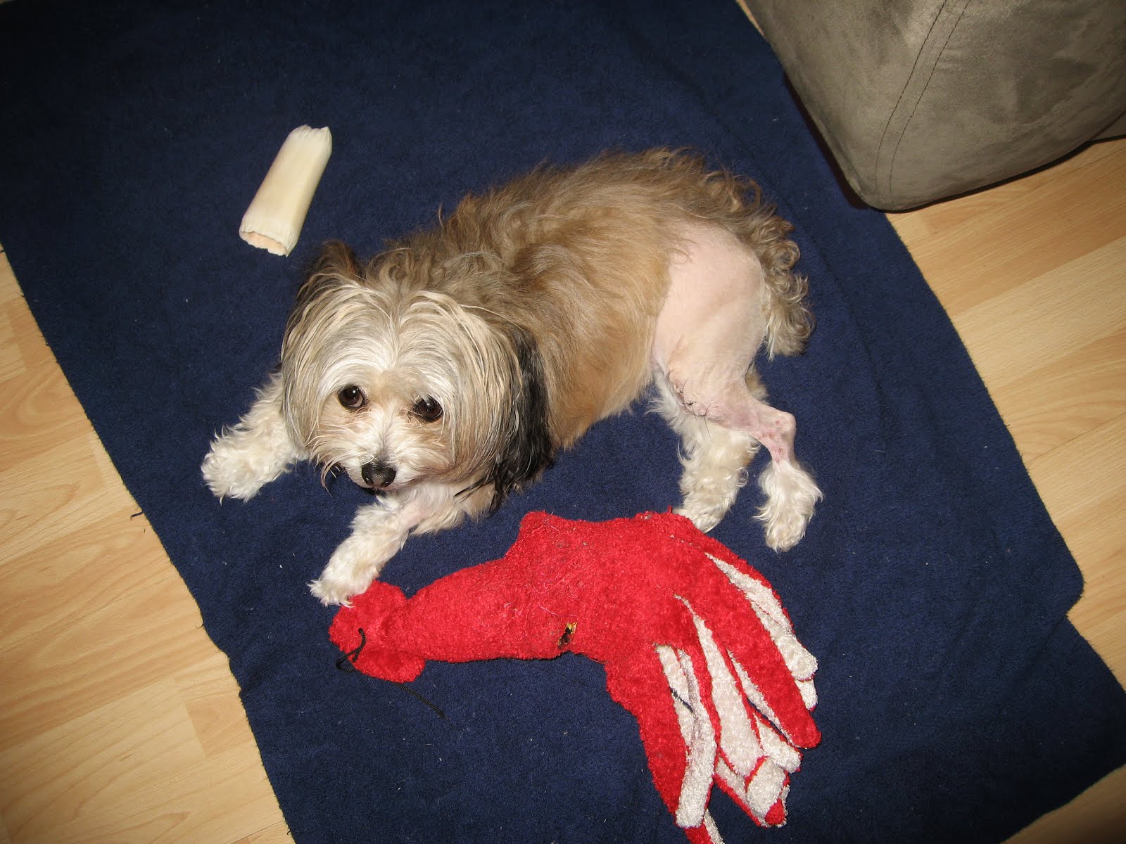 The Little Hopping Dog