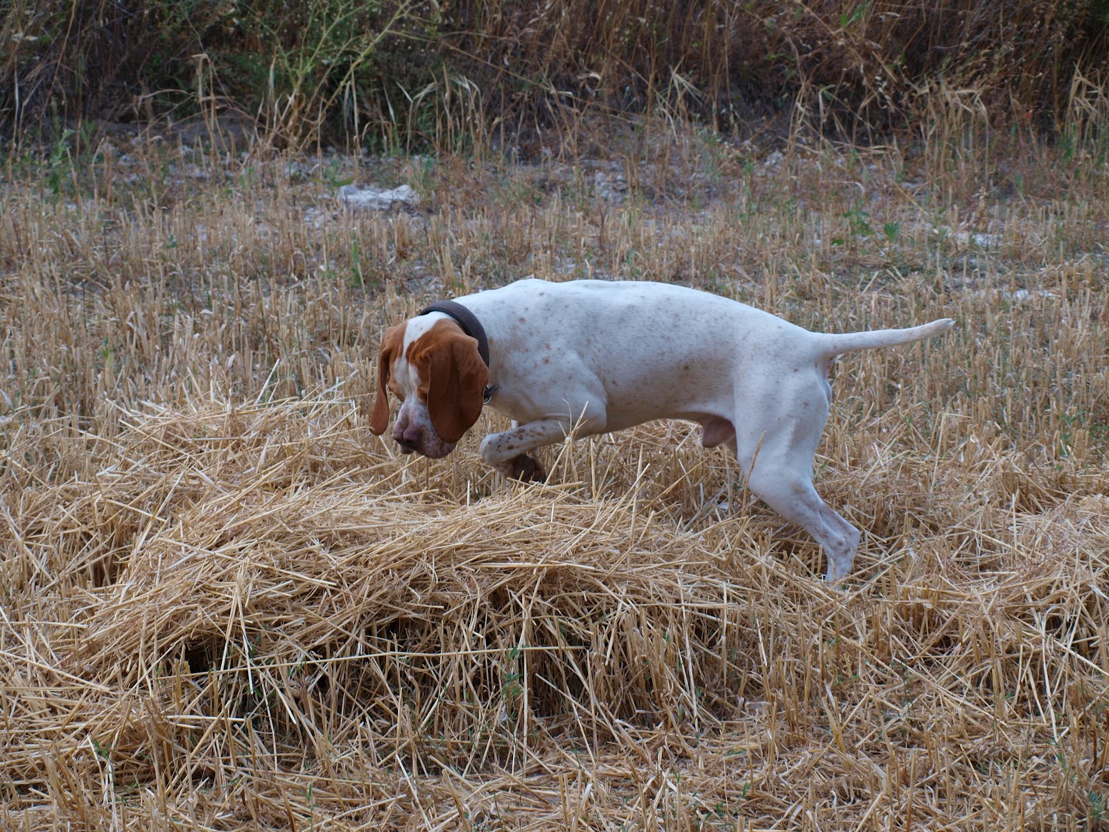 Pachon Navarro del Castillo: Ron del castillo