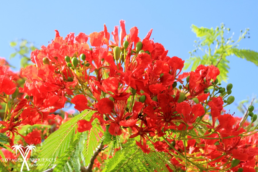 Voyages et Expériences : Décembre à l'île Maurice: Flamboyant mon Amour
