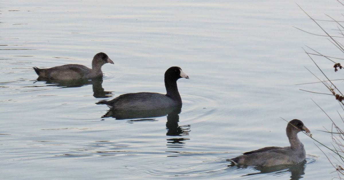 American Coots & Baby... Cootlings?
