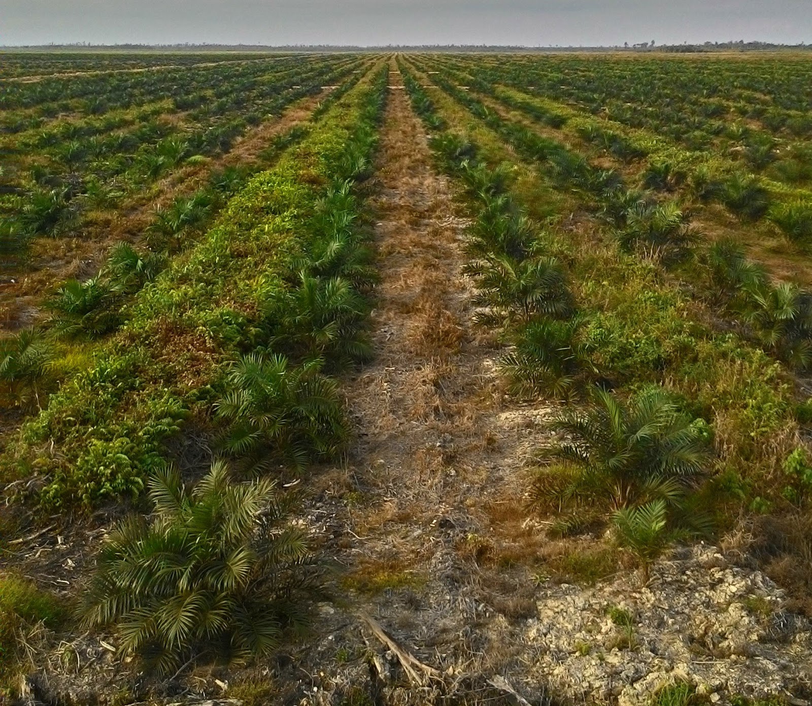 Pembuatan Jalur Panen (Harvesting Path)