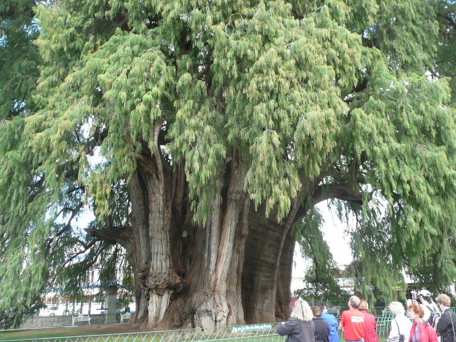 El Árbol de Santa María de Tule, Rosarito y el trabajo infantil en México