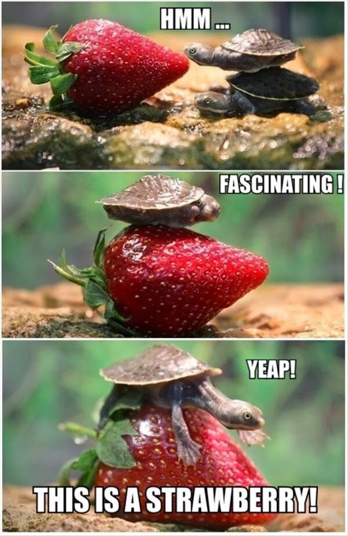 30 Funny Animal Captions Part 46 30 Pics Amazing Creatures 30-funny-animal-captions-part-46-30-pics-amazing-creatures