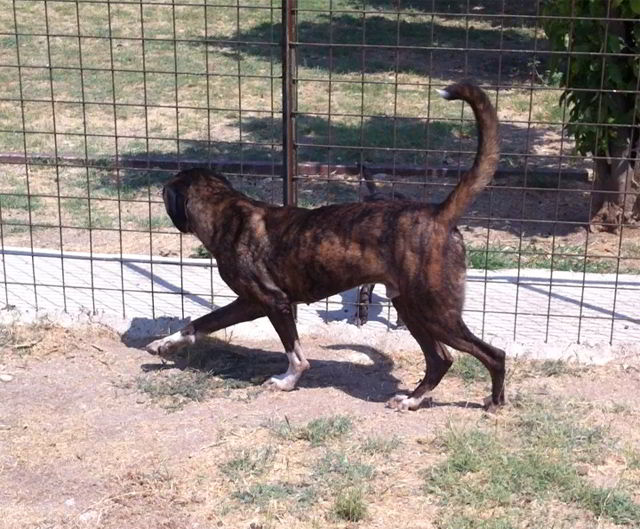 Adotta un cane a Siracusa: ADOTTATO!!! In regalo incrocio boxer tigrato ...