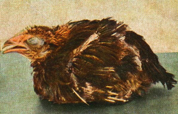 Gallos Y Galleros: Enfermedad De Marek.