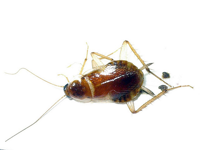 Arab Pest Control: Brown-banded cockroach