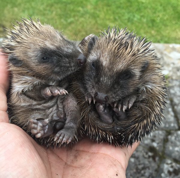 Funny animals of the week - 17 July 2015 (40 pics) | Amazing Creatures