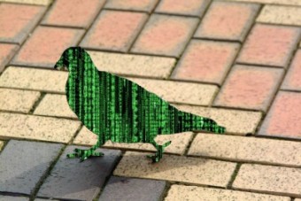 PMDb - The Pigeon Movie Database: Matrix: are there pigeons in Matrix?