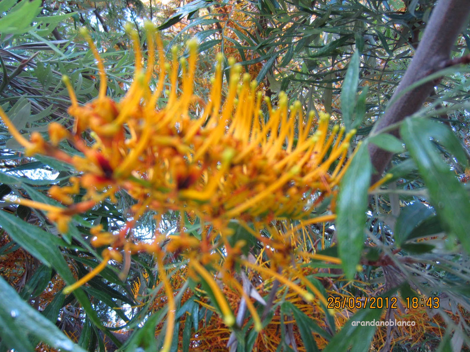 parquealamillo-encinarosa: Roble australiano / Grevillea robusta ...