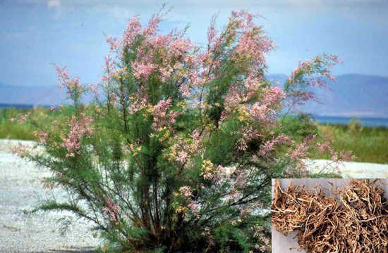 Tamarisk tops (Chengliu)-Tamarix chinensis-Cacumen Tamaricis