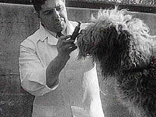 Dog grooming, vintage