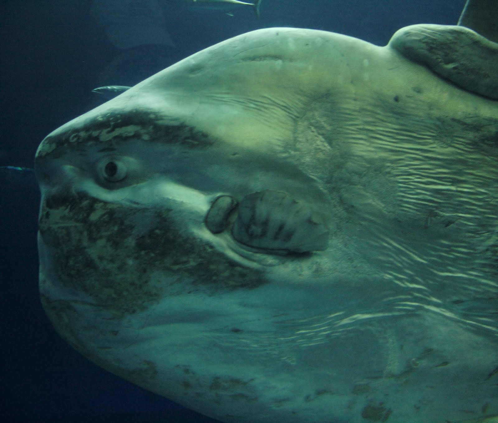 The Quotidian (formerly the Diurnal Journal): Sunfish at Monterey Bay ...
