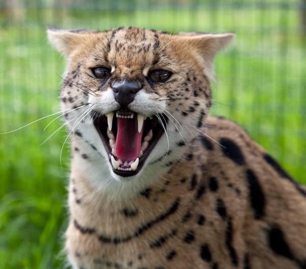 Serval Cat | Enter your blog name here