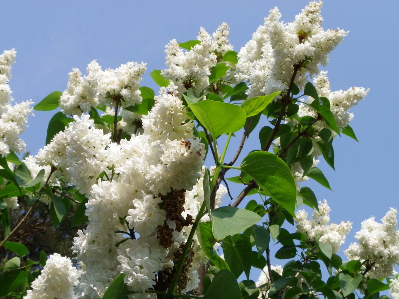 Le lilas blanc