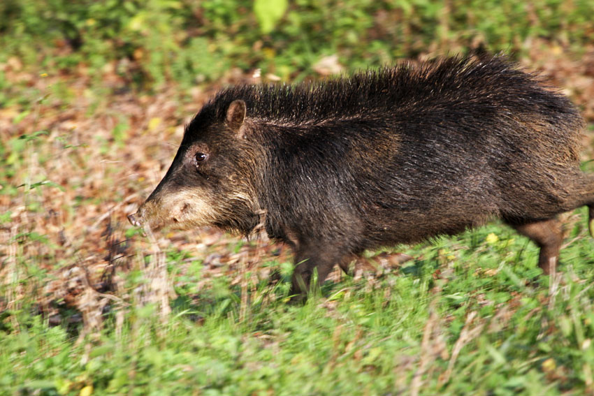 Projeto Ave Missões: Encontro com um mamífero "ex-tinto" no RS