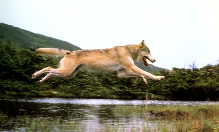 White Wolf : 19 Stunning Photos Of Impressive Wolf Jumps