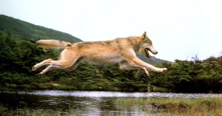 White Wolf : 19 Stunning Photos Of Impressive Wolf Jumps