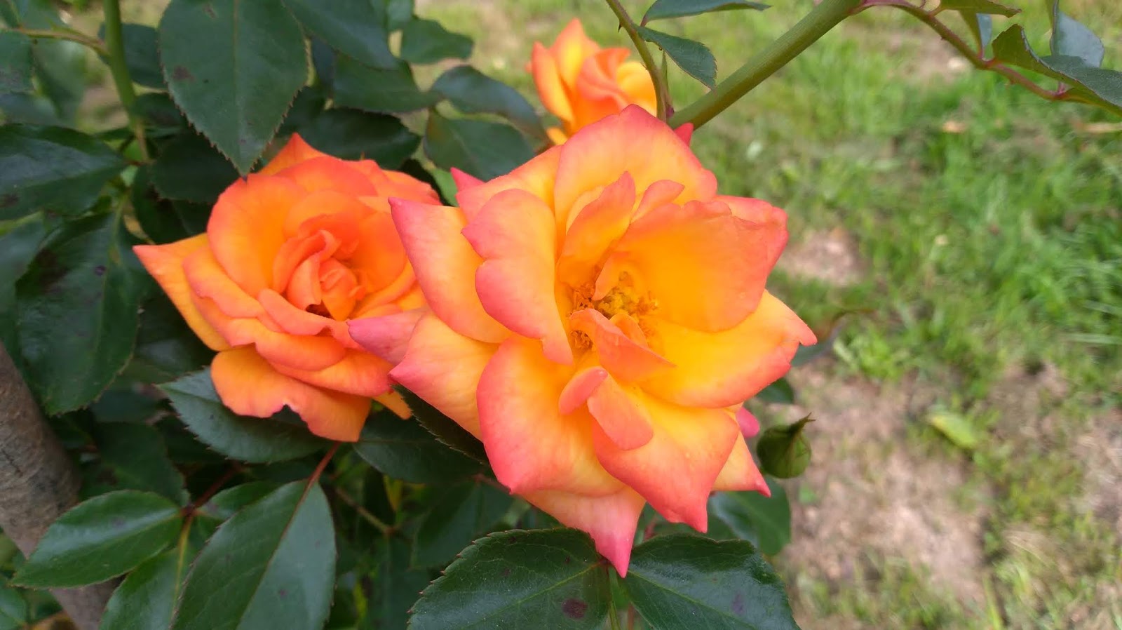 Ranczo Elma: Róża (Rosa) Redova