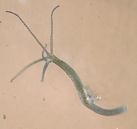 FAQBIO - Apoio ao Estudo de Biologia: SUPER ZOOM - HIDRA (Hydra)