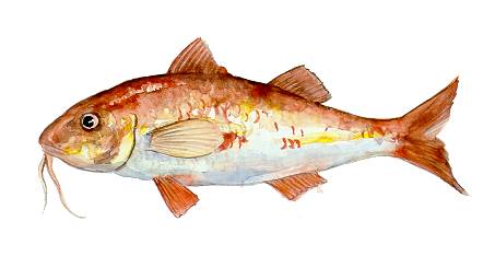 I LOVE RECETAS: GUISO DE MARAGOTA