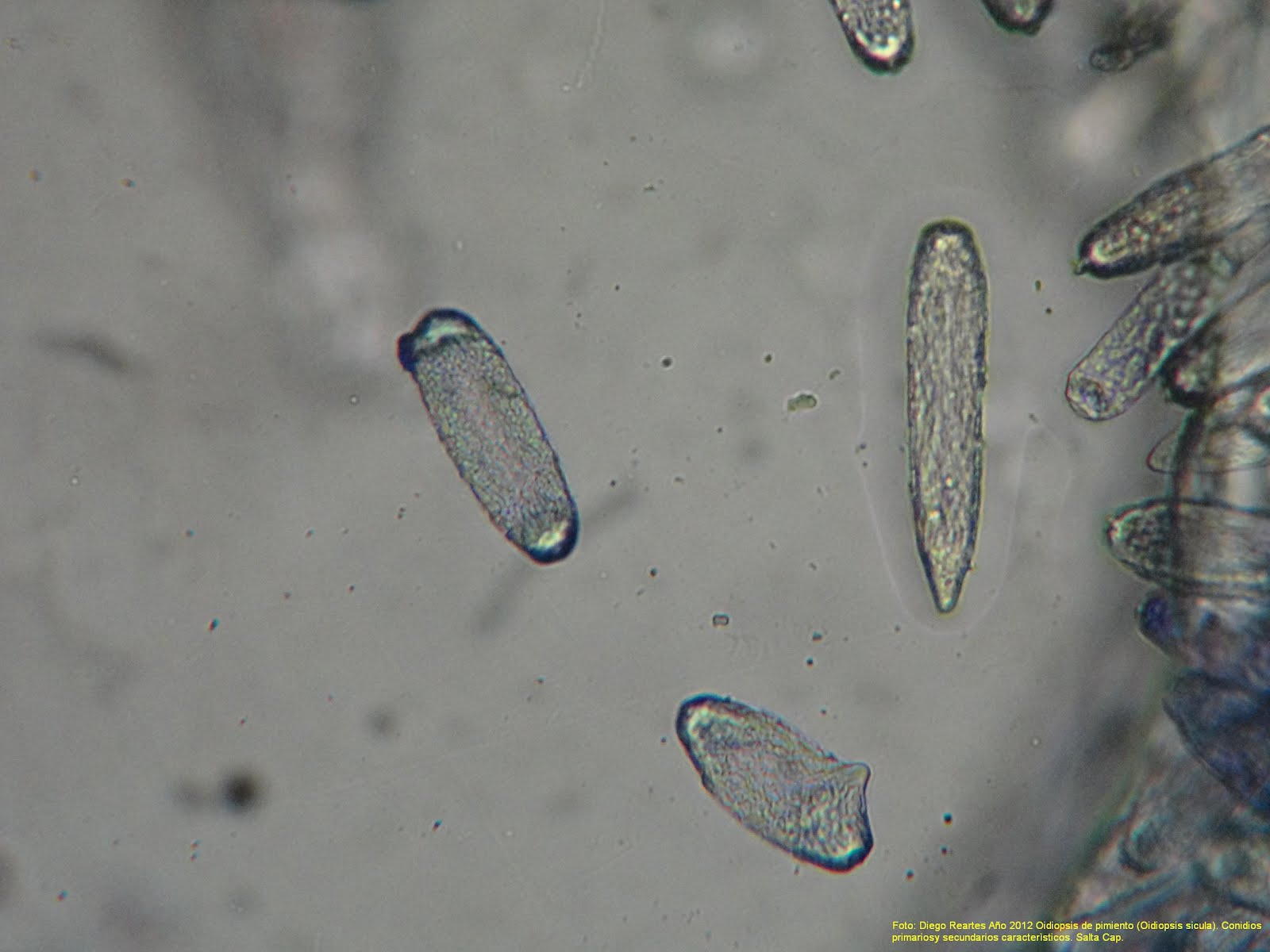 Herbario virtual adscripción: Oidiopsis del pimiento (Oidiopsis sicula ...