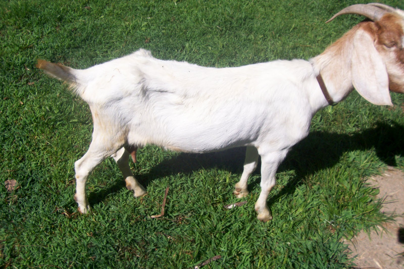 Domestic Felicity (Deo volente): A Wormy Goat