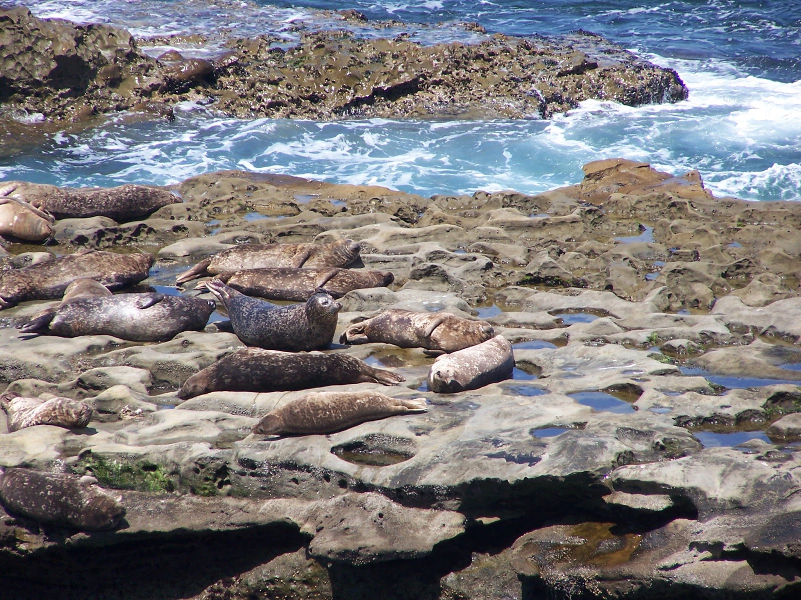 The Natural World: The Seals of San Diego